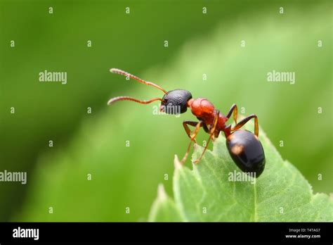 333bzyrb Hi Res Stock Photography And Images Alamy