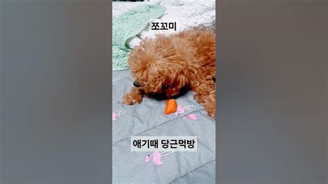 쪼꼬미 애기때 당근먹방 당근맛집 먹방 Youtube