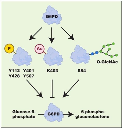 The Emerging Roles Of The Metabolic Regulator G6pd In Human Cancers Pmc