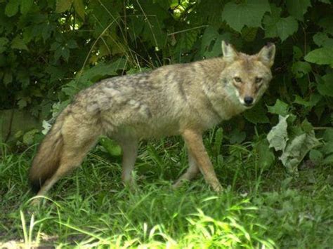 Michigan Oks Year Round Coyote Hunting