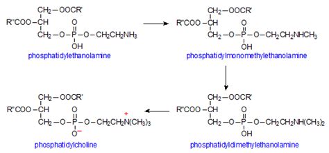 Phosphatidylcholine Alchetron The Free Social Encyclopedia