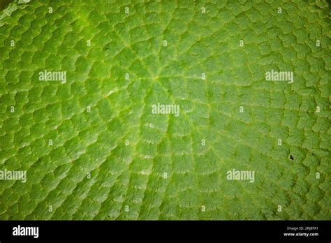 Macro Of Large Lily Pad Leaf With Blocky Cell Patches Visible Stock