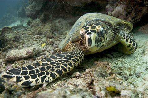 Hawksbill Turtle Sea Turtle Species — The State Of The Worlds Sea