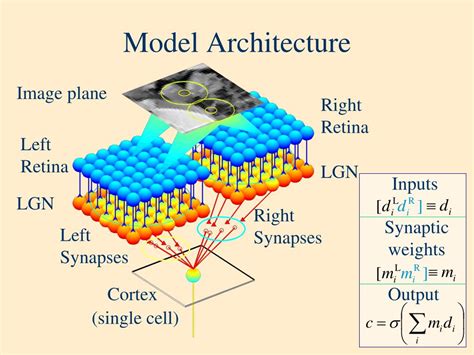Ppt The Bcm Theory Of Synaptic Plasticity Powerpoint Presentation
