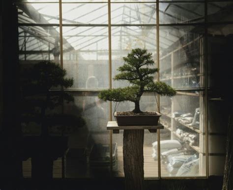 About The Trust Process