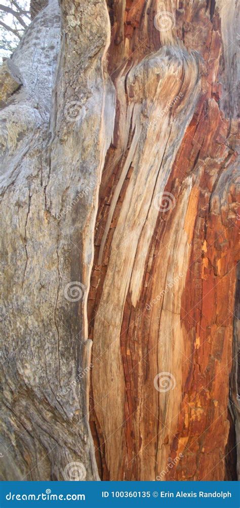 Cedar Wood Detail Lebanon Cedar Stock Image Image Of Heritage East
