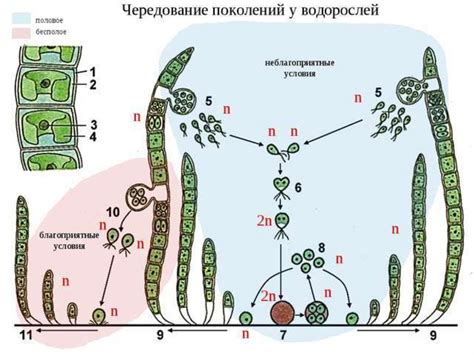 Циклы развития растений - презентация онлайн