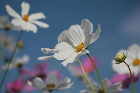 自然 花 母菊 千叶网