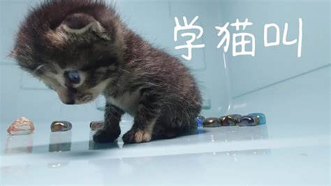 学猫叫 小潘潘and小峰峰 原唱 动态歌词 Youtube