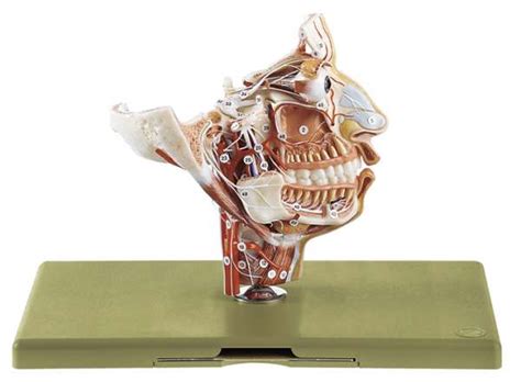 Anatomy Models Somso®
