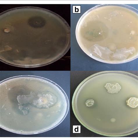 Pdf Biocontrol Of Pseudomonas Syringae Pv Syringae Affecting Citrus Orchards In Tunisia By