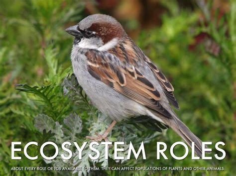 Perching Birds By Alex Anderson