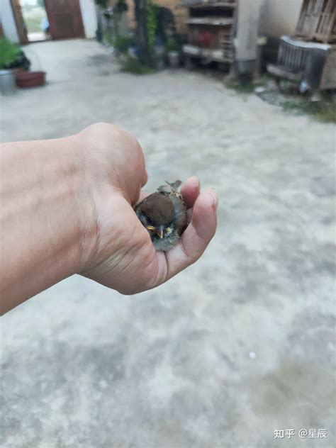 麻雀与鹦鹉 知乎