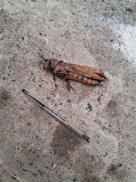 Look At This Massive Grasshopper I Found In Colombia Rweird