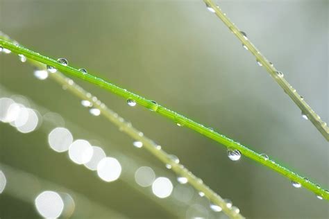 Download Grass Dewdrop Blades Of Grass Royalty Free Stock Illustration