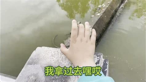 杨杨在桥边意外捡到奥特曼卡包 Youtube
