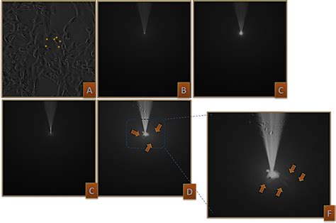 Single Cell Microinjection For Cell Communication Analysis Text Page