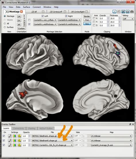 mvpa meanderings connectome workbench plot a nifti image