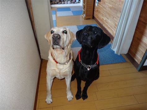 モルゲンのキャリアチェンジ犬黒ラブすず