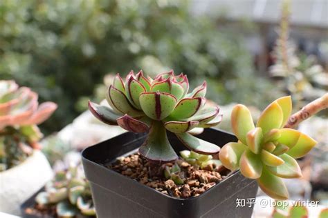 多肉植物怎么叶插 知乎