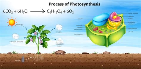 Plant Cell Anatomy Structure Free Vector