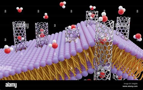 D Rendering Of Molecules Passing Through Carbon Nanotube Porins On