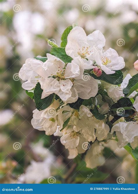 Beautiful Apple Tree Branch With Sun Stock Image Image Of Spring