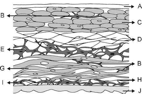 Figure 1 From The Pacemaker Activity Of Interstitial Cells Of Cajal And