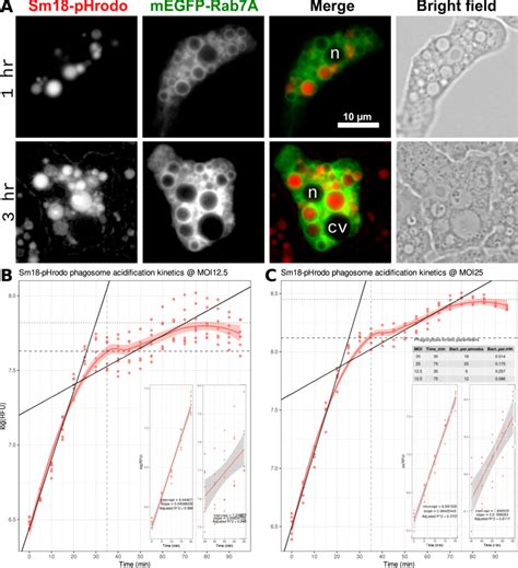 Lci And Statistical Analysis Of A Castellaniimegfp Rab7a Phagosome