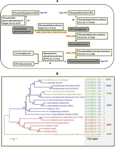 Biosynthetic Pathways Of Different Types Of Nitrogenous Phospholipids
