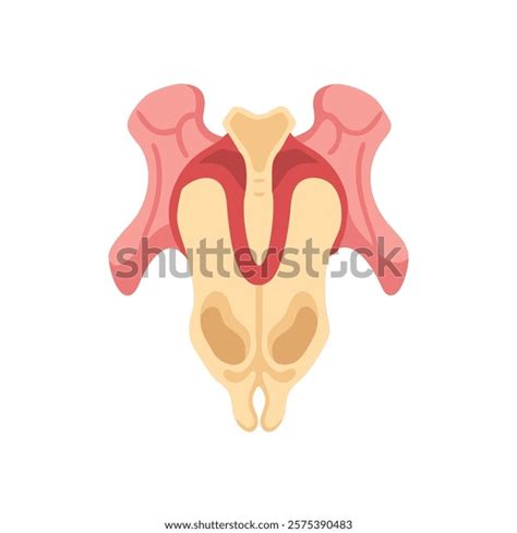 Dynamic Overview Infraspinous Fossa Anatomy Stock Vector Royalty Free 2575390483 Shutterstock