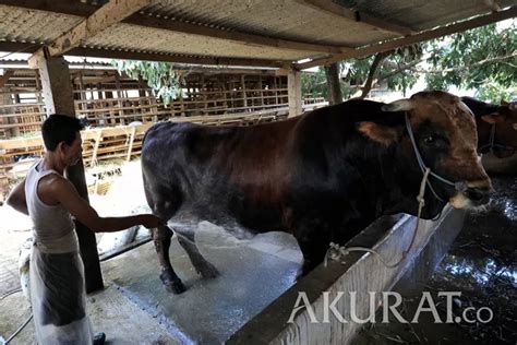 Jelang Idul Adha Impor Sapi Dan Kambing Melambung Akurat