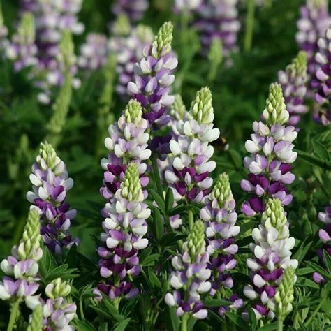 25 Lupine Perennial Flower Seeds