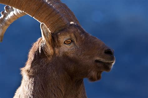 Lo Stambecco Aree Protette Dellossola