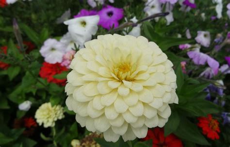 #циния | Plants, Garden