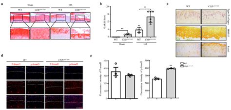 Deletion Of Cbfb In The Articular Chondrocytes Accelerated Oa