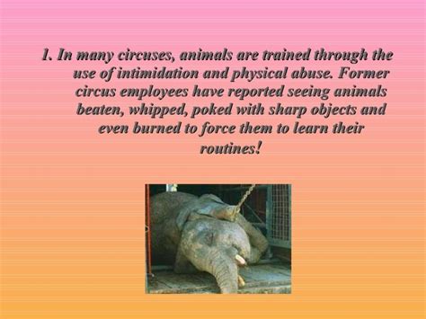11 Facts About Animal Cruelty 4 English