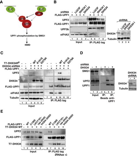 Dhx34 Promotes The Binding Of Upf2 To Upf1 Download Scientific Diagram