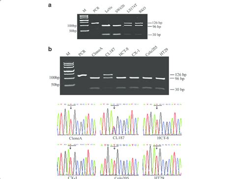 Detection Of The Pik Ca H R Mutation In Crc Cell Lines Using