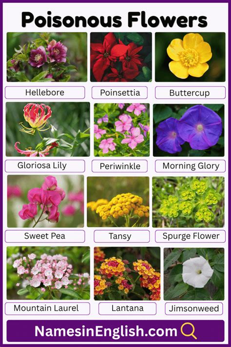40 Poisonous Flowers With Names In English With Pictures Names In English