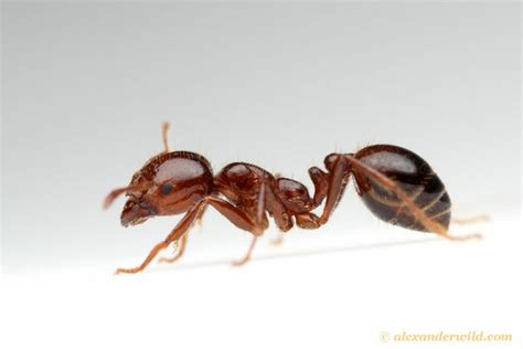 Suku Amazon Hukum Pencuri Motor Dengan Gigitan Ratusan Semut Api