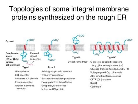 Ppt How Does A Protein Get To The Correct Cellular Location