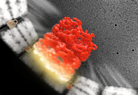 Constrained Single Particle Cryo Electron Tomography Bartesaghi Lab