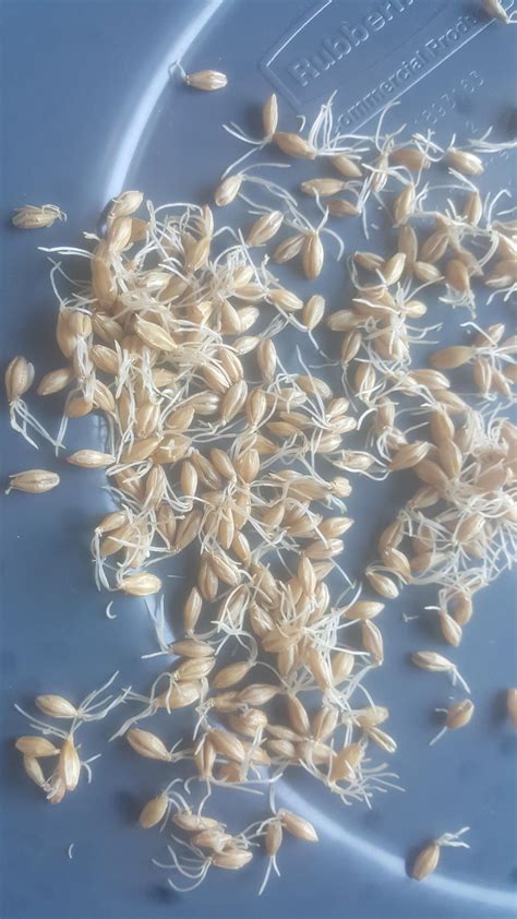 Barley Sprouts Day Five Sprouting