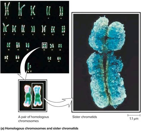 Chromosomes Following Dna Replication ‼️ A The Photomicrograph On The Upper Left Shows A Human