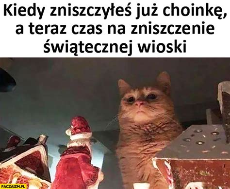Kot kiedy zniszczyłeś już choinkę a teraz czas na zniszczenie
