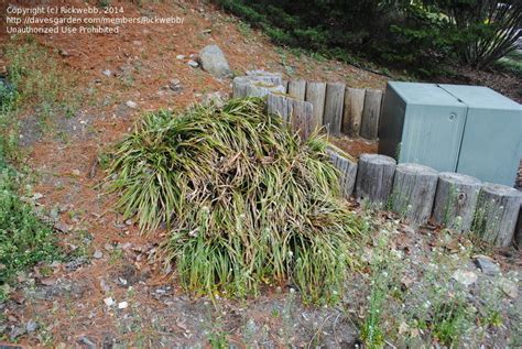 Plantfiles Pictures Liriope Species Creeping Lily Turf Lilyturf