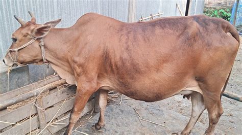 কুরবানির জন্য শাহীওয়াল জাতের বিশাল গাভী গরুটির দাম কত গরুর দাম