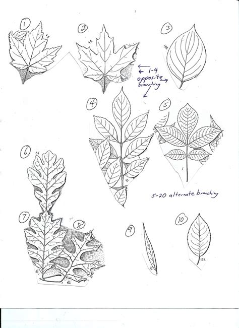 Deciduous Leaf Id 1 10 Diagram Quizlet