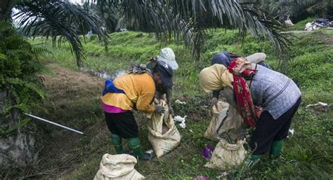 Industri Sawit Diklaim Buka Juta Lapangan Kerja